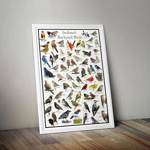 Where's Wildlife Indiana's Backyard Birds Poster - Indiana Bird Chart ...