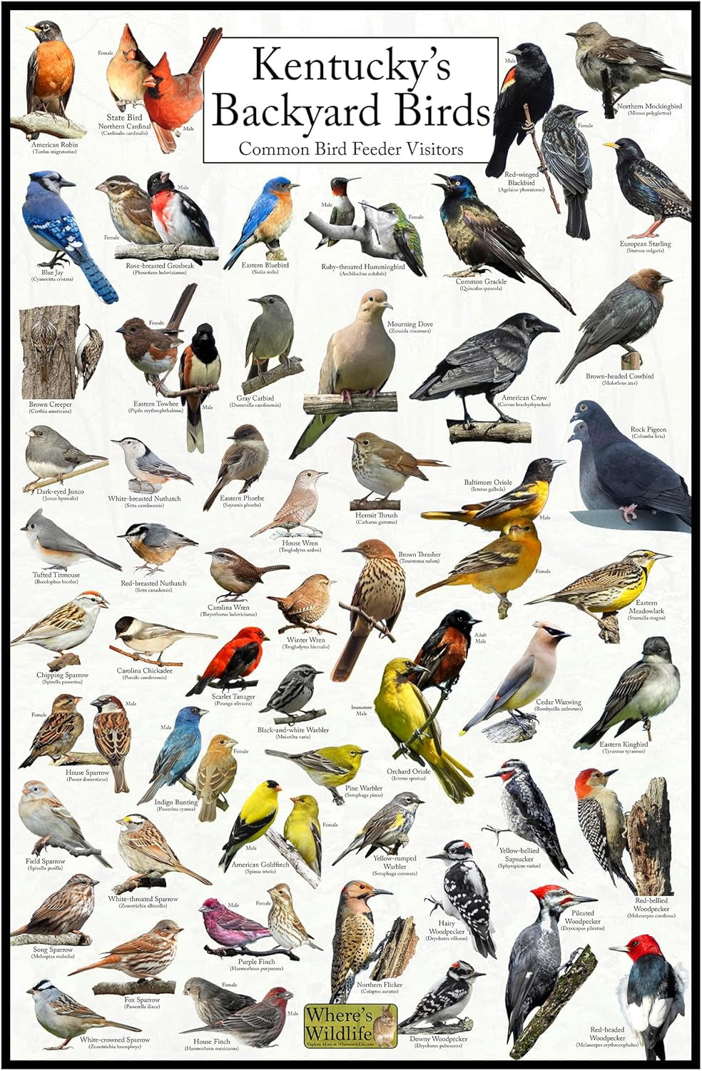 Where's Wildlife Kentucky's Backyard Birds Poster - Kentucky Bird Chart ...