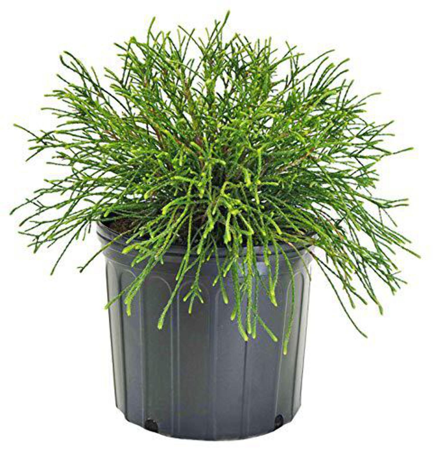 Whipcord Western Red Cedar - Walmart.com