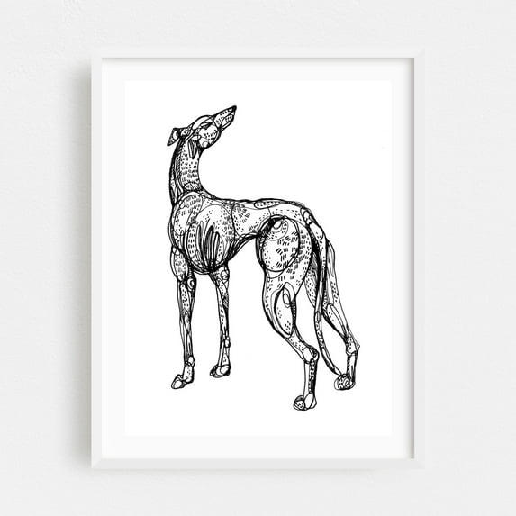 Whippet - Drawing Dog Animal Line Art Abstract Sketch Black and White ...