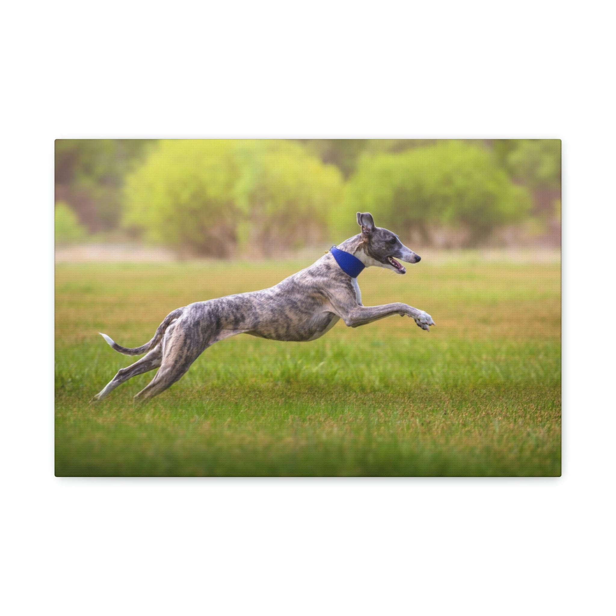 Whippet Hunting Whippet on Hunt Print Animal Wall Art Wildlife Canvas ...