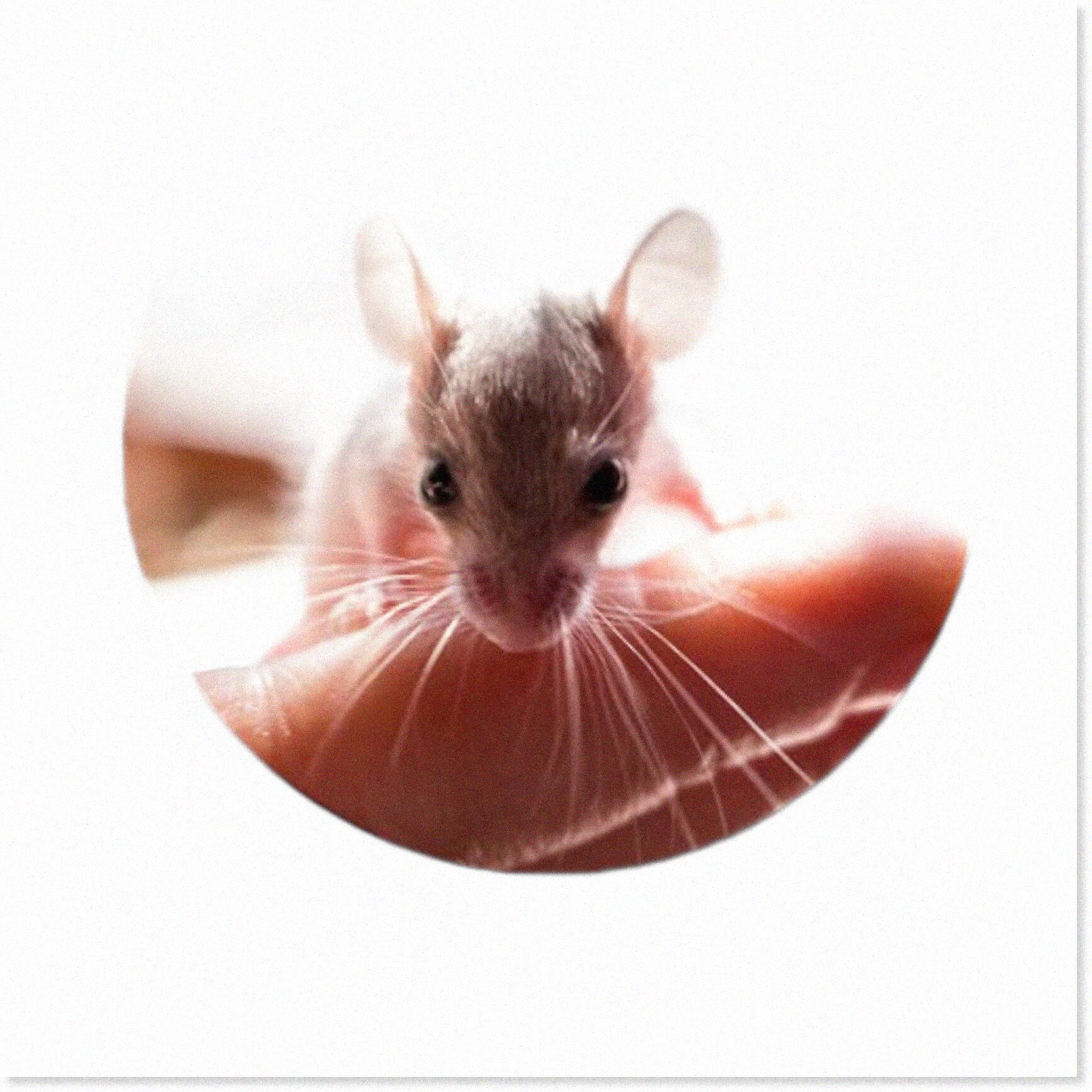 WhiskerWorks 50-Pack: Needle Felting White Animal Whiskers for Crafting ...