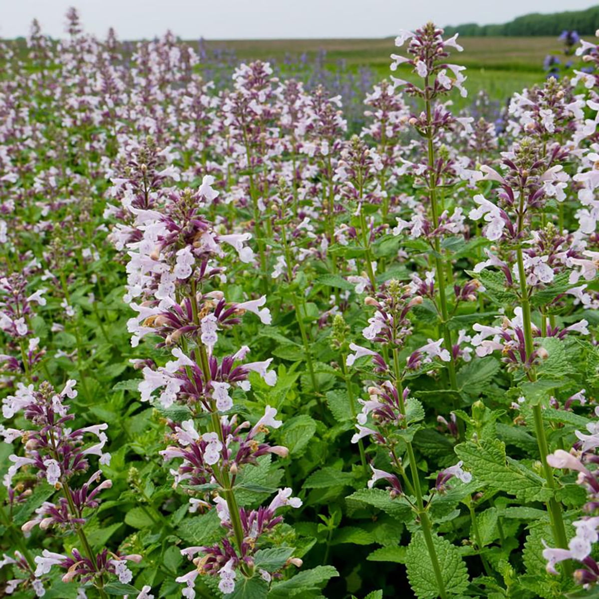 Whispurr™ Pink Catmint Perennial - Nepeta faassenii - Quart Pot ...