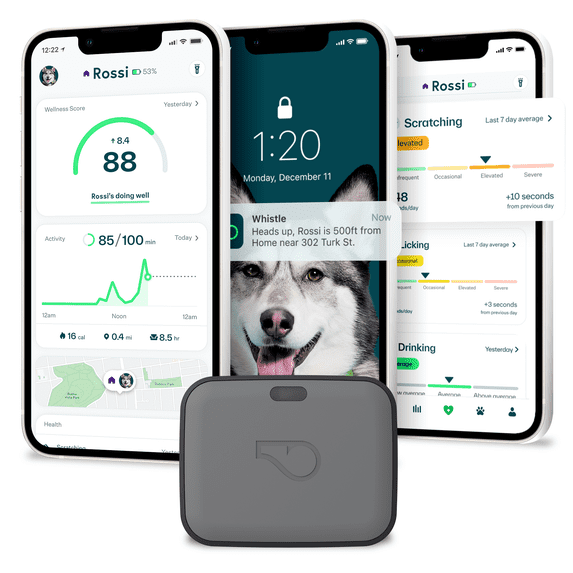 Whistle Go Explore Dog GPS Tracking Device and Pet Health Monitoring ...