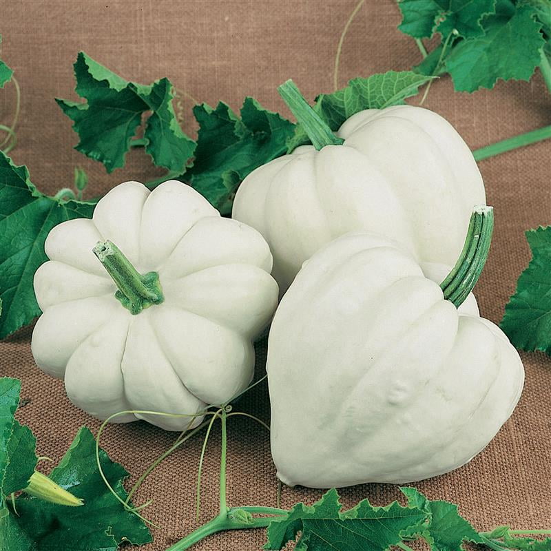 White Ace F1 Hybrid Winter Squash Seeds – 4 Gram Packet ~35 Seeds ...