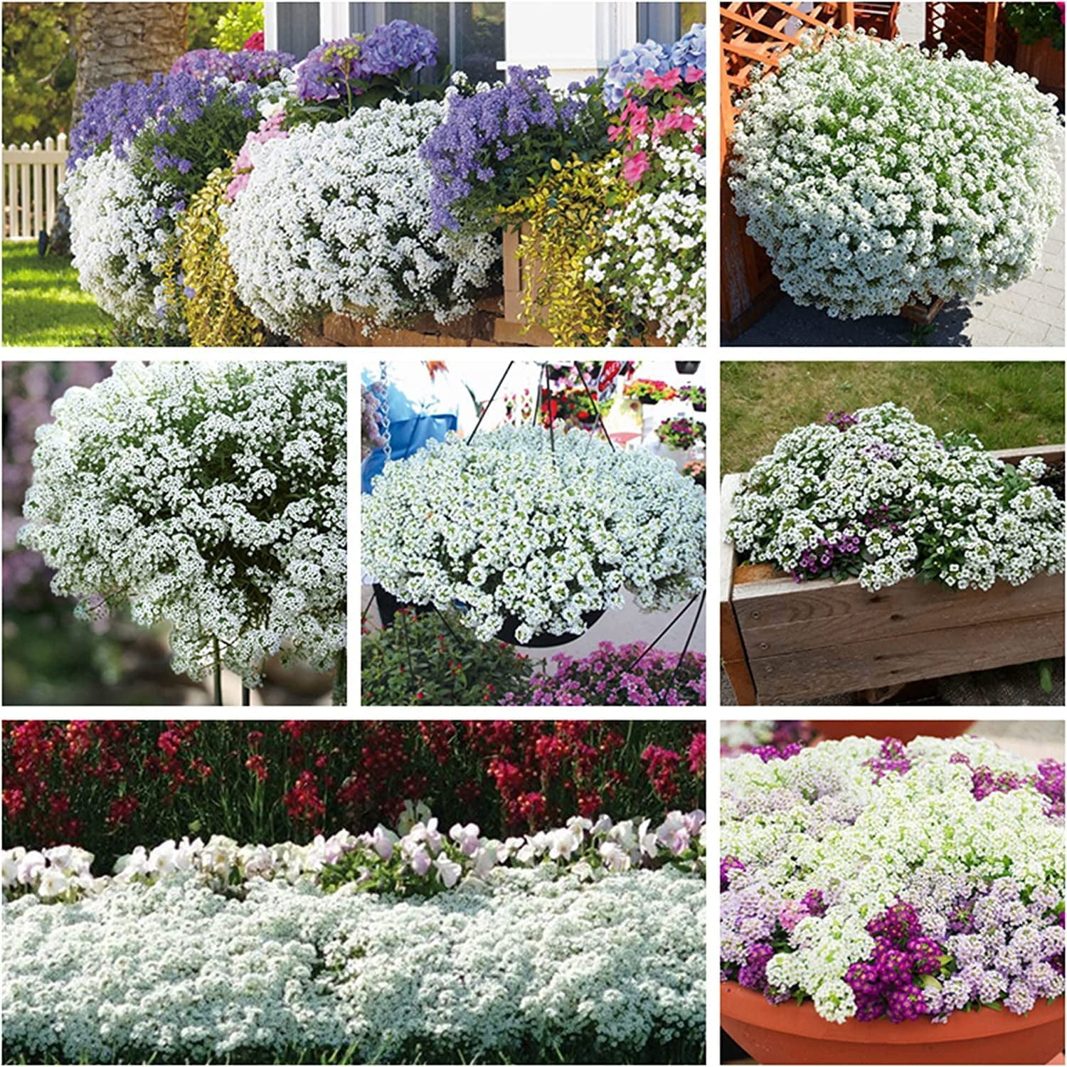 White Alyssum Clover Seeds for Planting - Creeping Ground Cover, Carpet of Snow, White Thyme ...