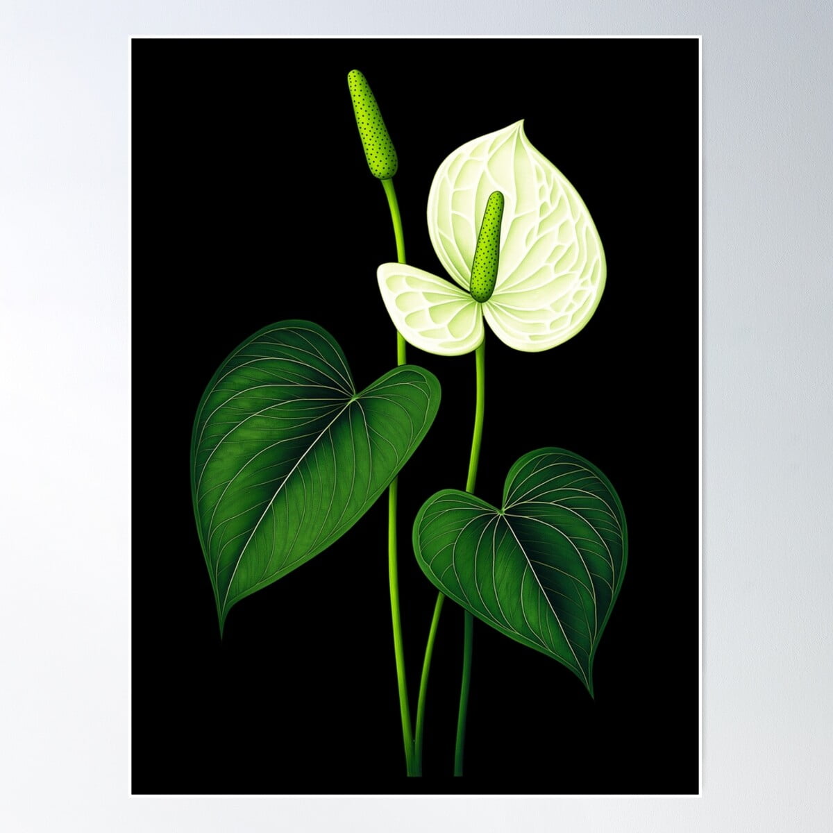 White Anthurium Laceleaf Flower. Vintage Botanical Illustration ...