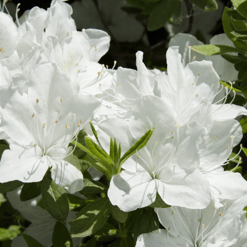 White Azalea Plant in Pot, 6 to 10 Inch Tall Rhododendron Colorful ...
