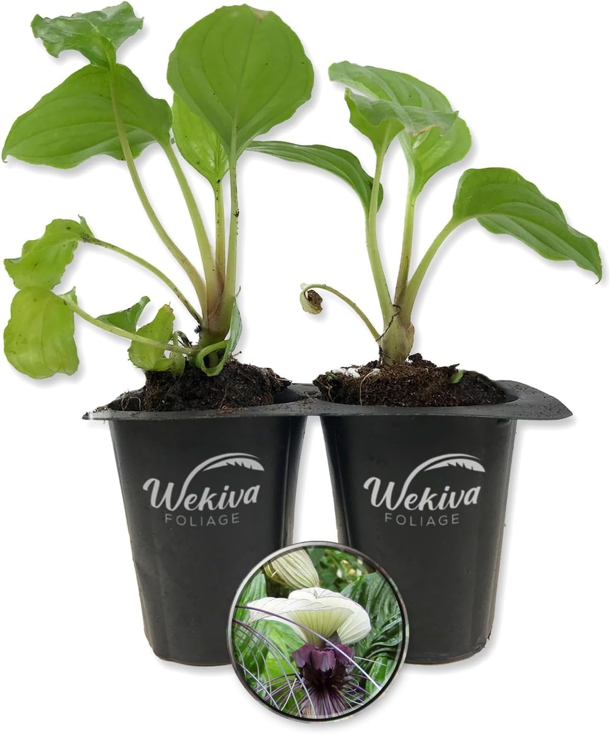 White Bat Flower - 2 Live Starter Plants in 2 Inch Pots - Tacca ...