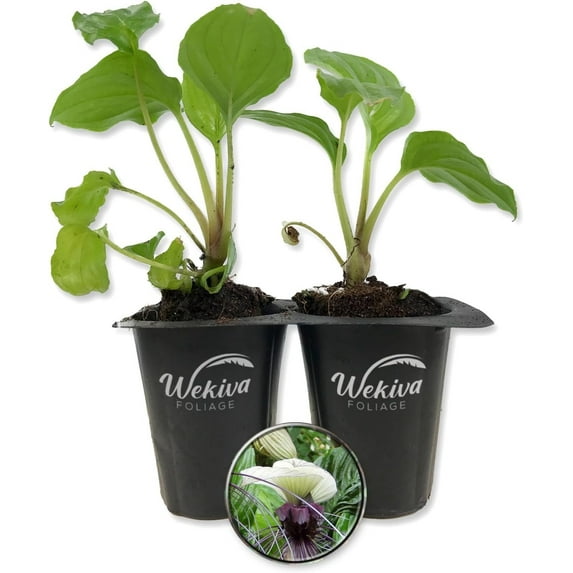White Bat Flower - 2 Live Starter Plants in 2 Inch Pots - Tacca ...