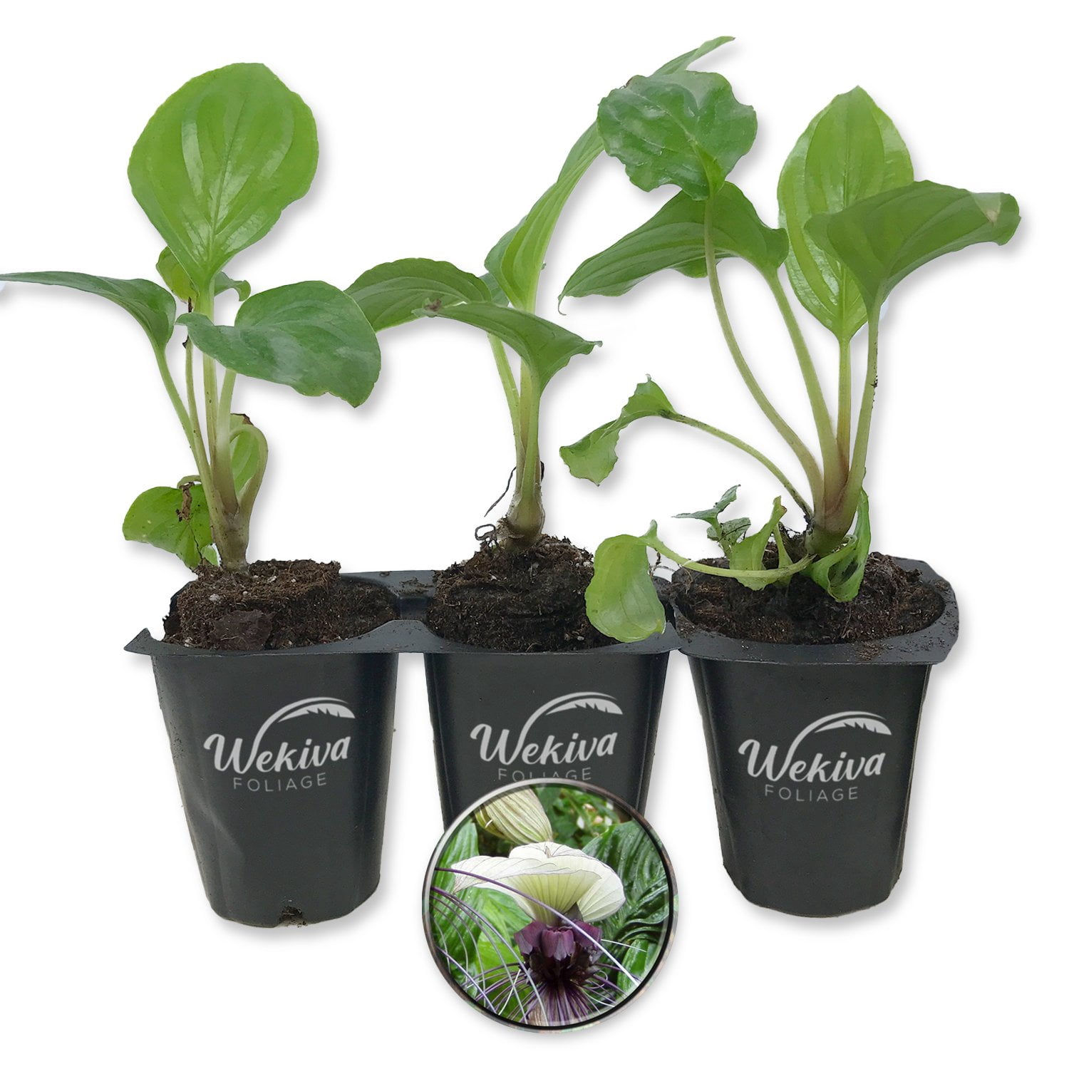 White Bat Flower - 3 Live Starter Plants in 2 Inch Pots - Tacca ...