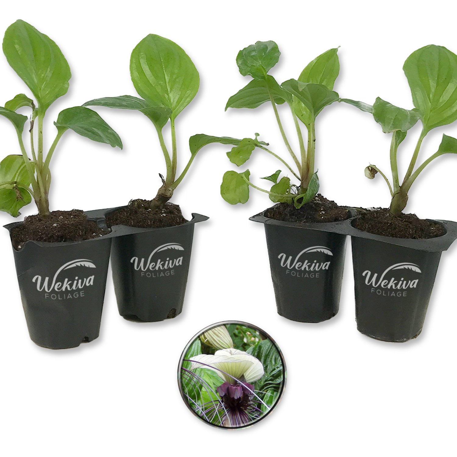 White Bat Flower - 4 Live Starter Plants in 2 Inch Pots - Tacca ...