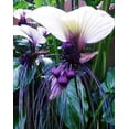 White Bat Flower Seeds - 5 Seeds for Planting - Attracts Butterflies ...