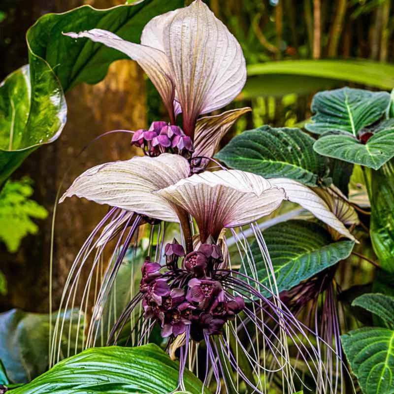 White Bat Orchid Plant Live, Tacca Chantrieri Flower Plant for Planting ...