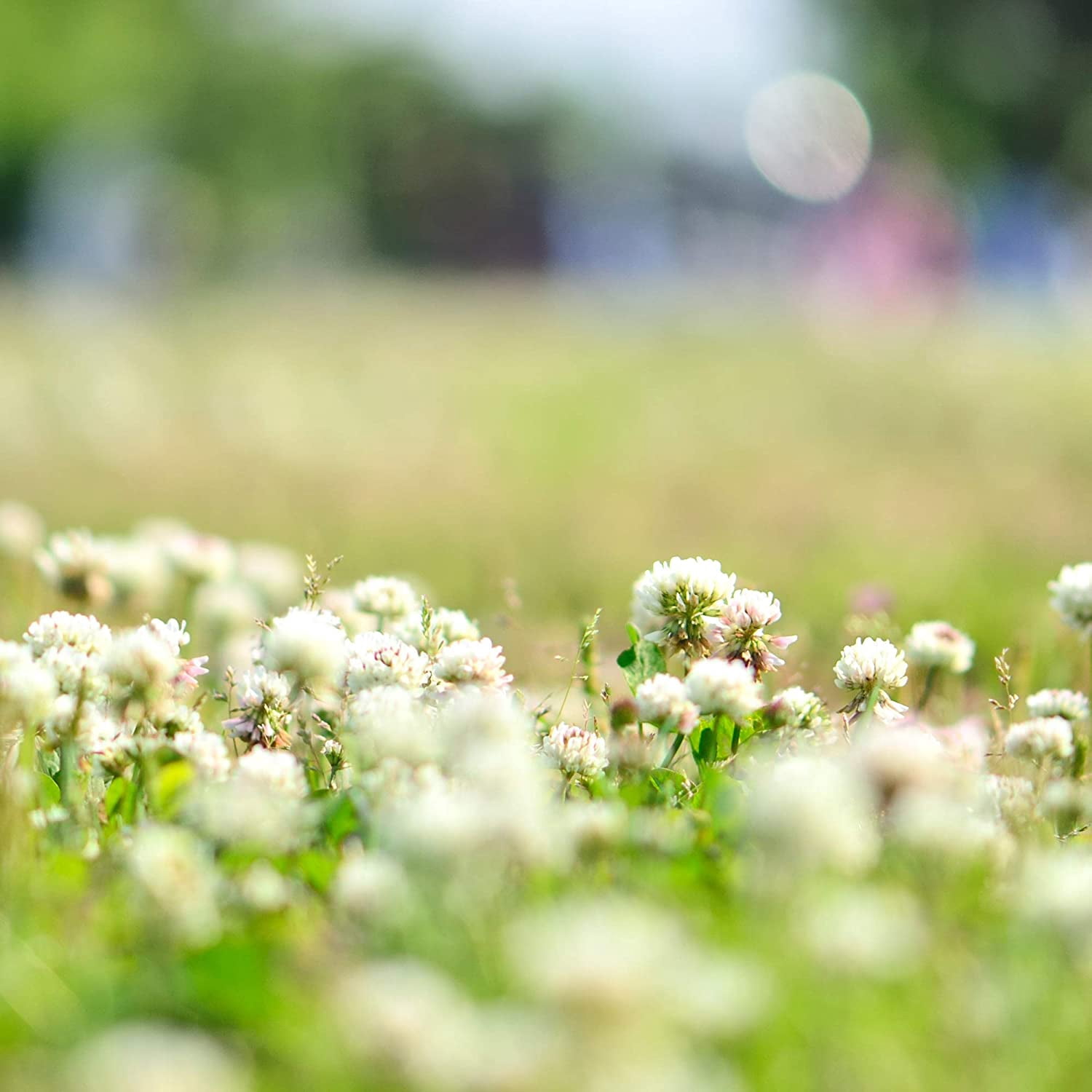 White Berseem Clover Seeds - 25 g Packet ~43,300 Seeds - Trifolium ...