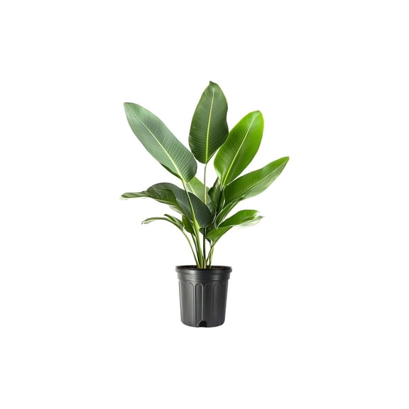 Orange Bird of Paradise | 3 Large Gallon Size Pots | Strelitzia Reginae ...