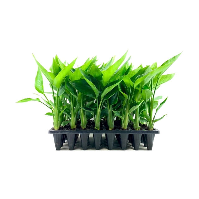 White Bird of Paradise 30 Live Plants Strelitzia Nicolai Beautiful Rare ...