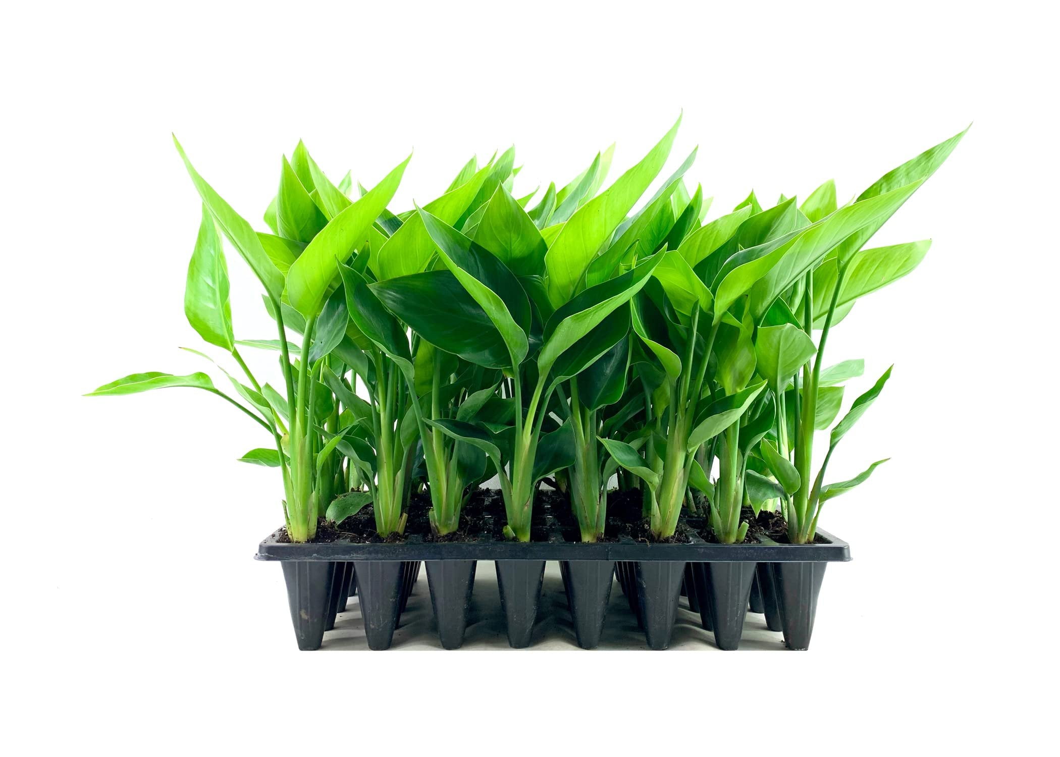 White Bird of Paradise 40 Live Plants Strelitzia Nicolai Beautiful Rare ...