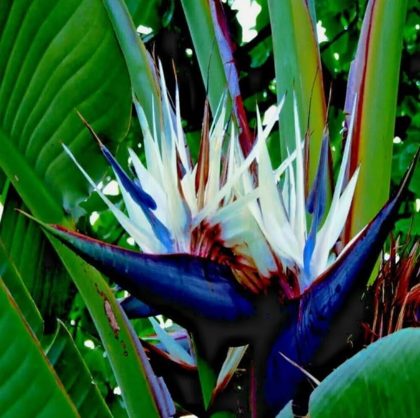 White Bird of Paradise Seeds - 6 Seeds to Grow - Great Indoor Plant or ...