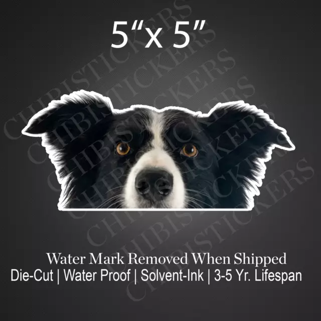 White Black Border Collie Realistic Dog Sticker Vinyl Waterproof Phone ...