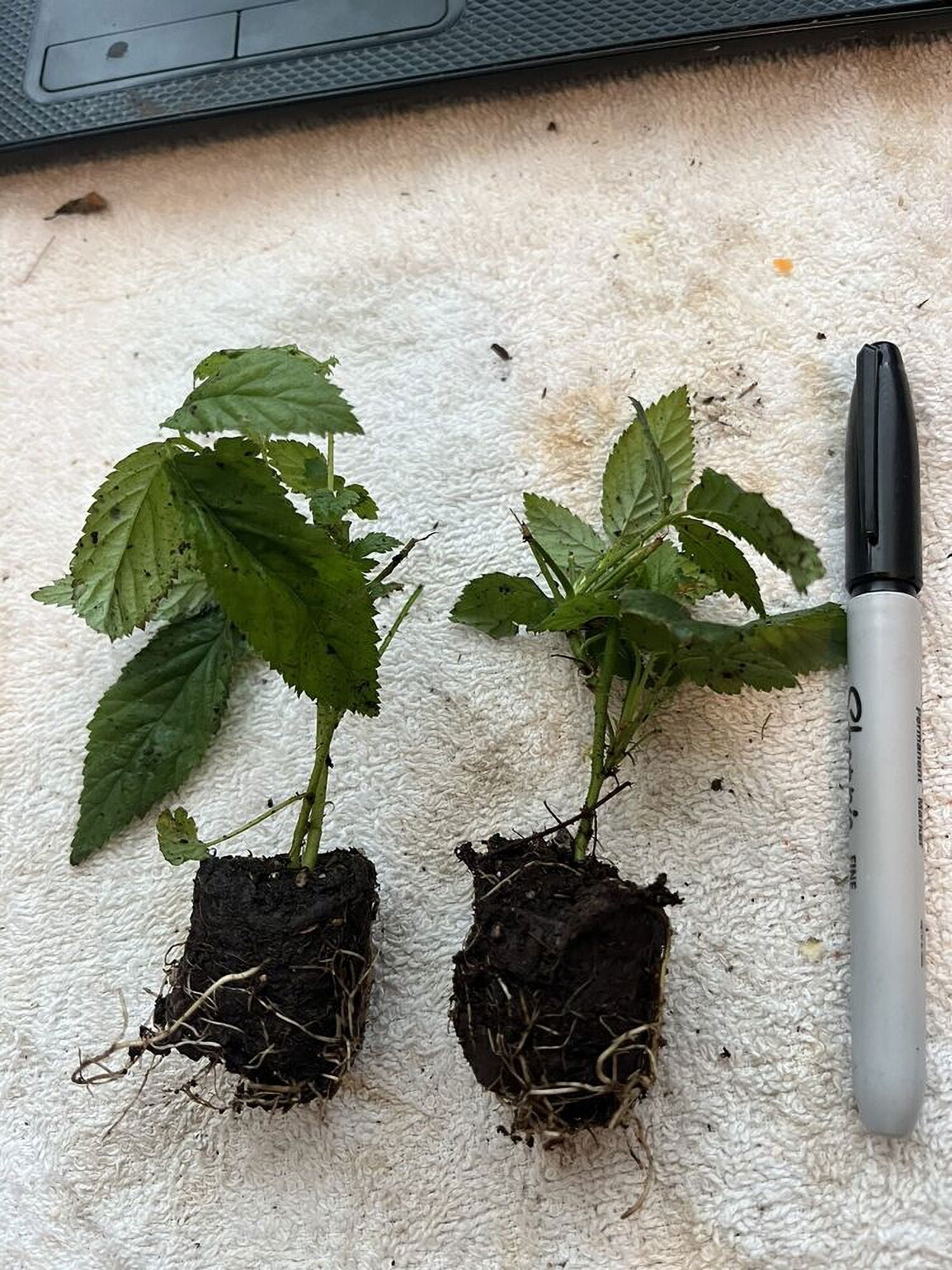 White Blackberry 10 plants. “Snowbank” Very Sweet!!!! - Walmart.com