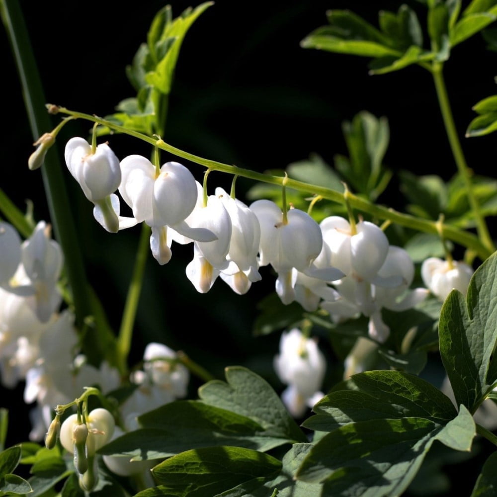 White Bleeding Hearts Flower - 2 Bare Roots - Attracts Butterflies ...
