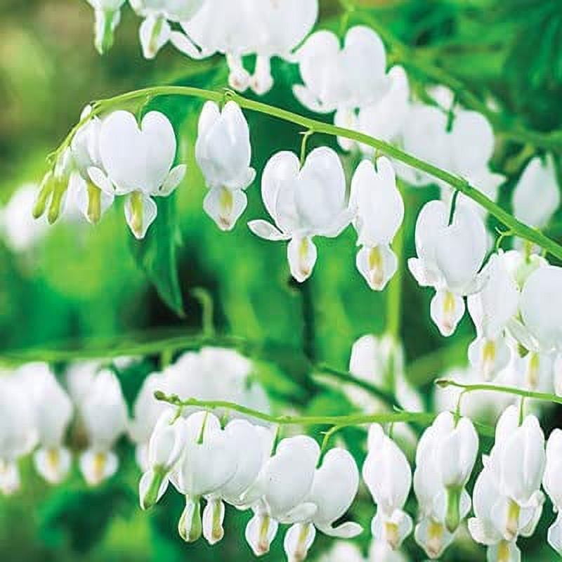 White Bleeding Hearts Plant Bulbs for Planting - Not Seeds, Get Easy to ...