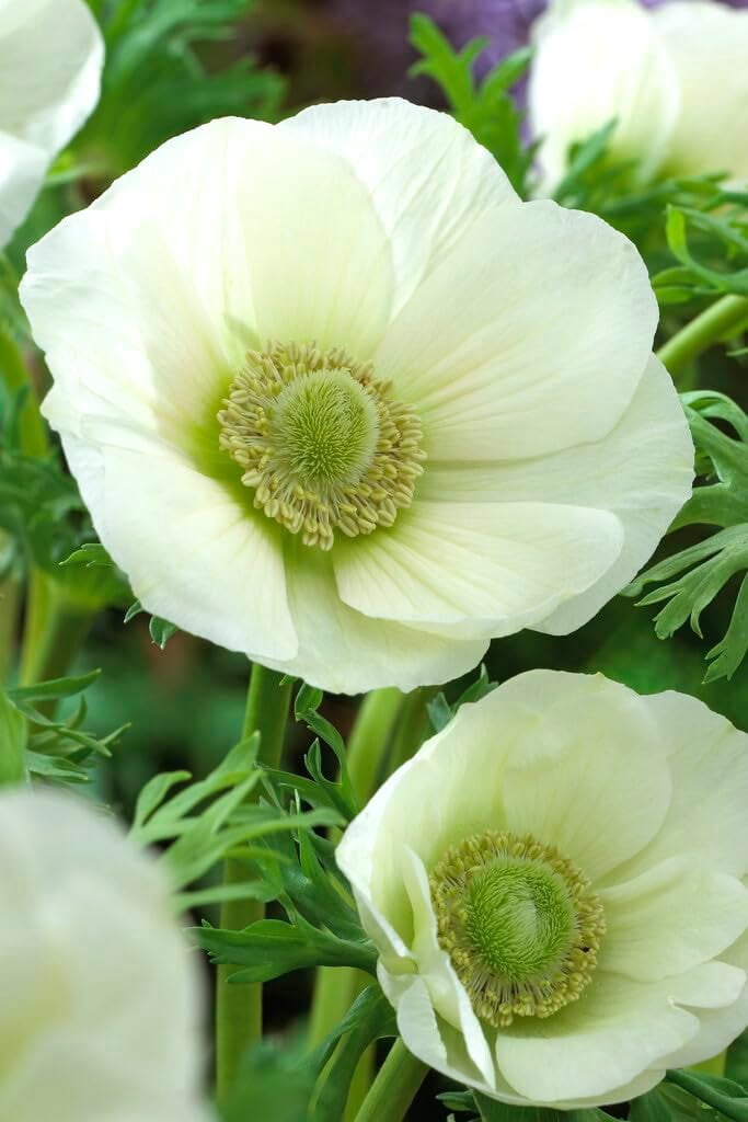 White Bride Anemone Bulbs for Planting - Easy to Grow Perennial Flower ...
