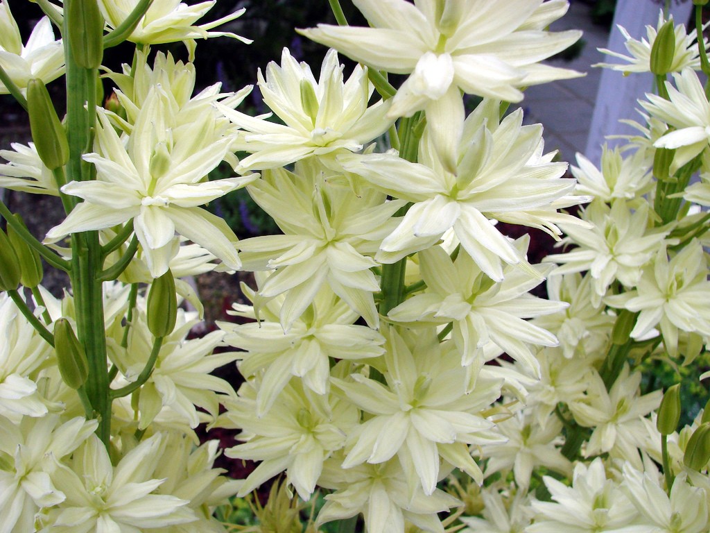 White Camas Lily - Camassia leichtlinii Alba - 4 Bulbs - Hardy - 14 ...