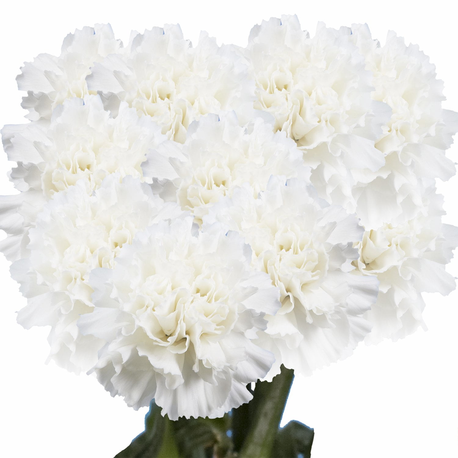 White Carnations- 100 Flower Delivery - Walmart.com