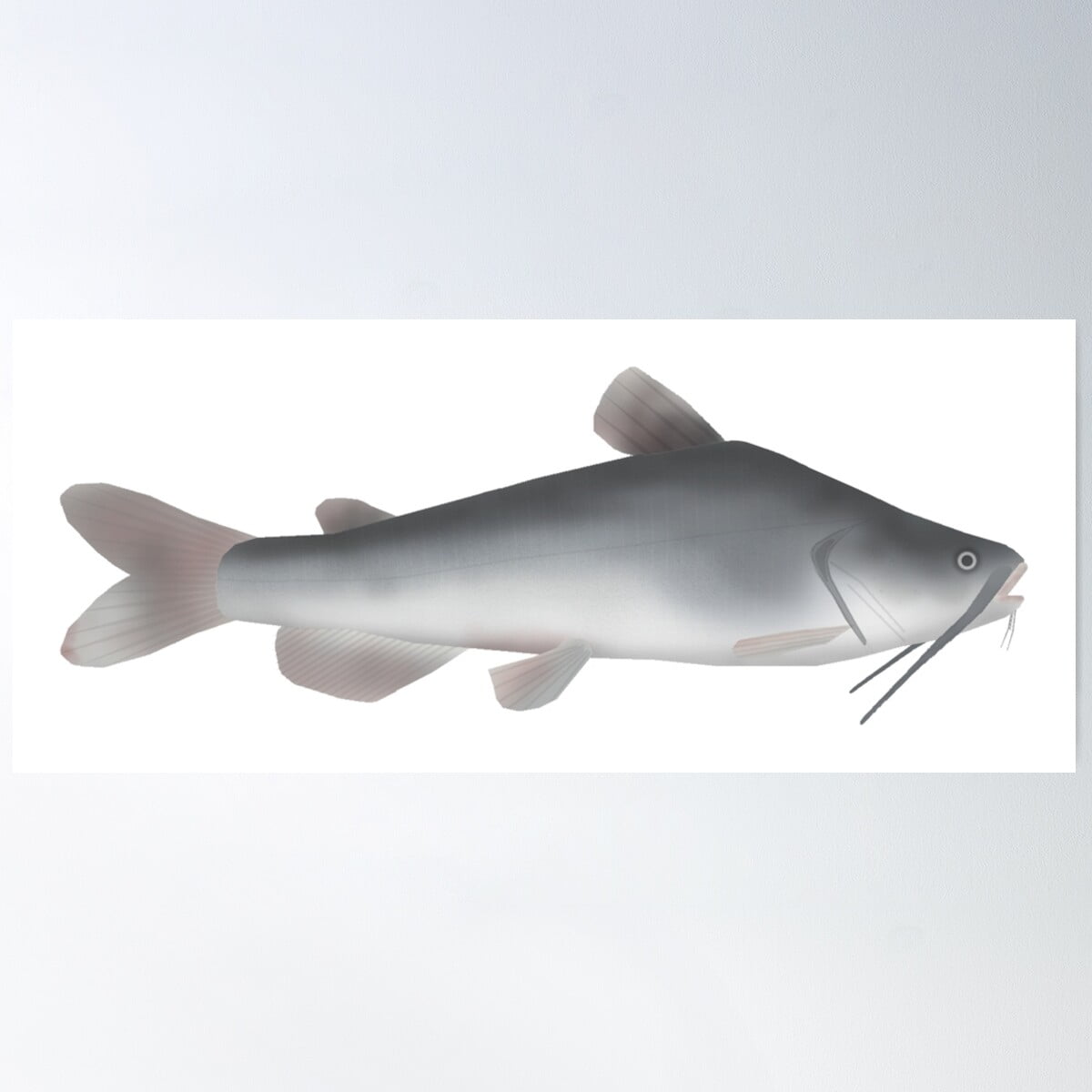 White Catfish Poster Wall Art, Modern Wall Decor For Living Room ...