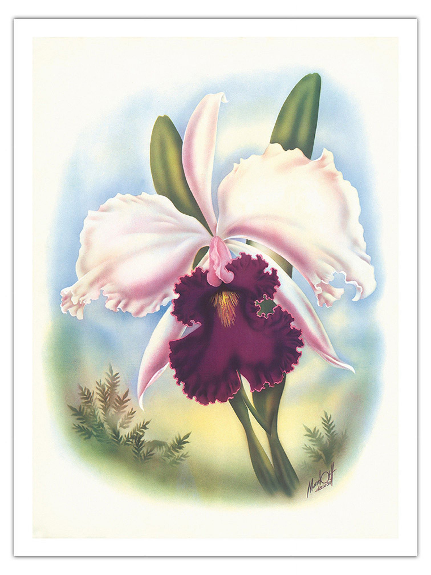 White Cattleya Orchid - The Queen of Orchids - Hawai’i - Vintage ...