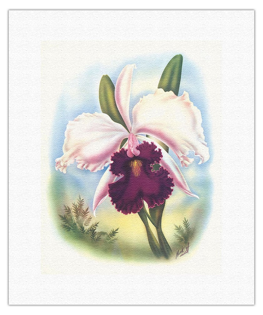 White Cattleya Orchid - The Queen of Orchids - Hawai’i - Vintage ...