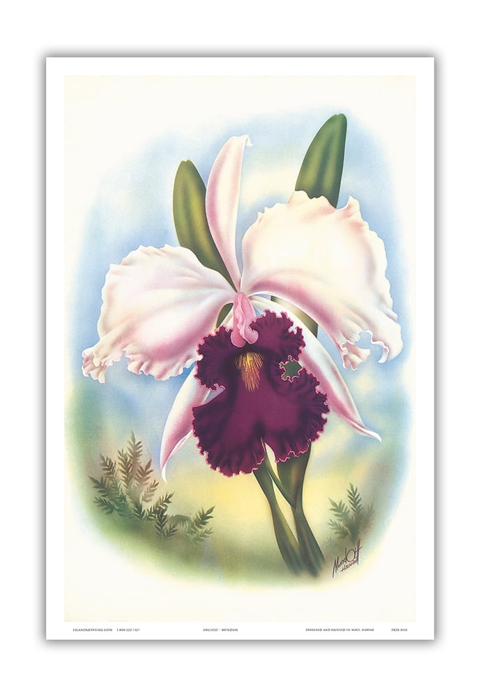 White Cattleya Orchid - The Queen of Orchids - Hawai’i - Vintage ...