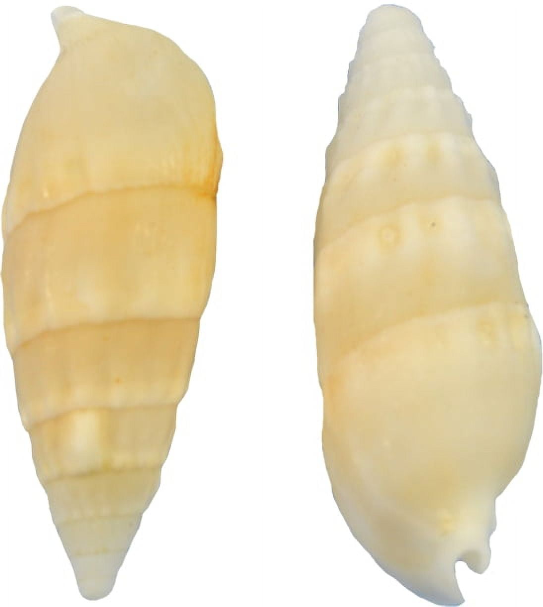 White Cerithium Craft Shells Bulk Seashells Bag of Sea Shells 1.5" (1 ...