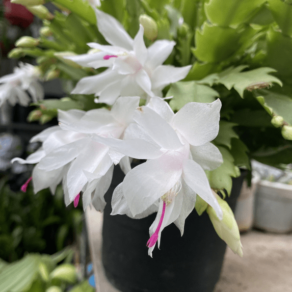 White Christmas Cactus Live Plants - Set of 2, Potted Holiday Cactus, 4 ...