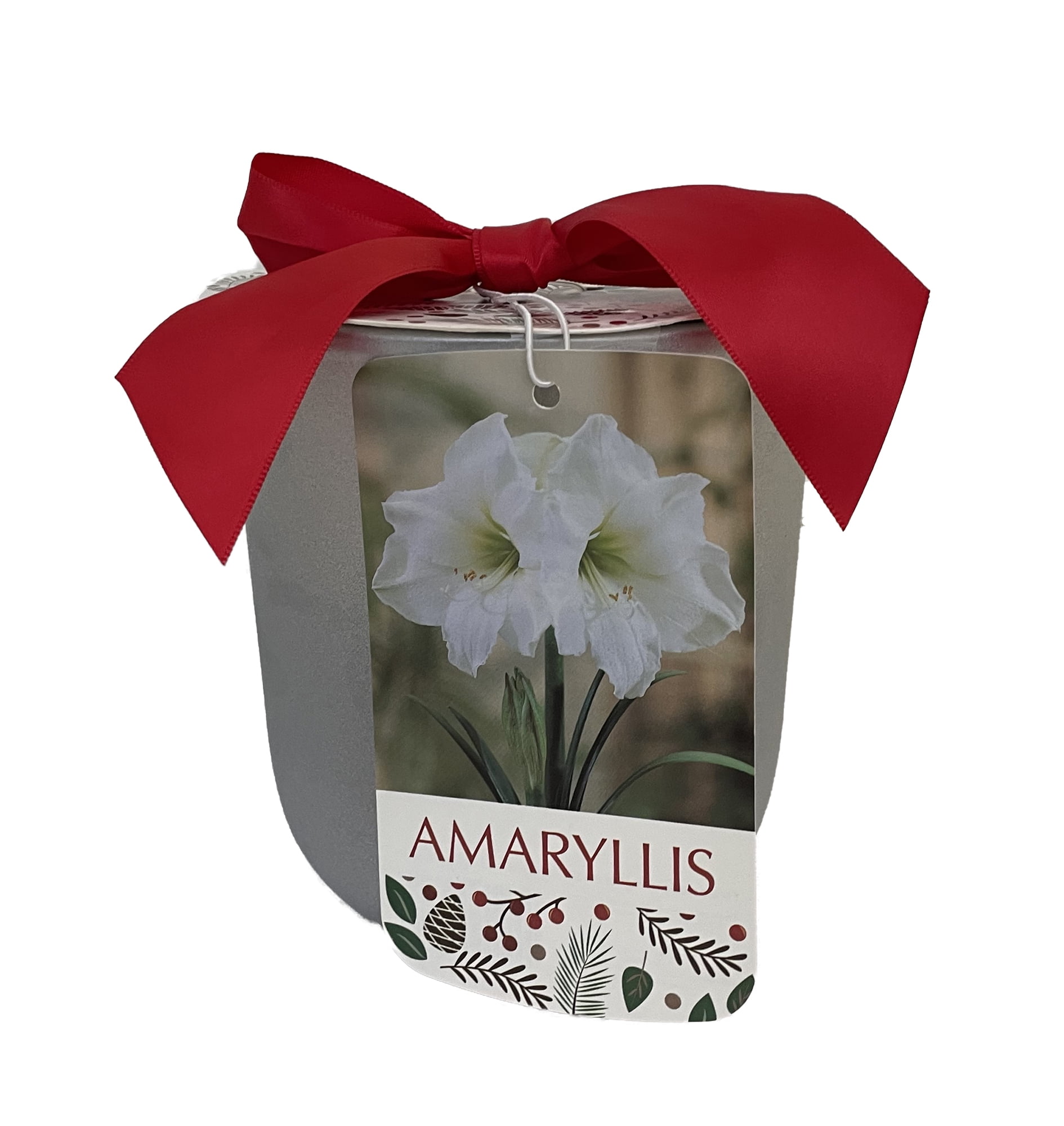 Amaryllis Kits