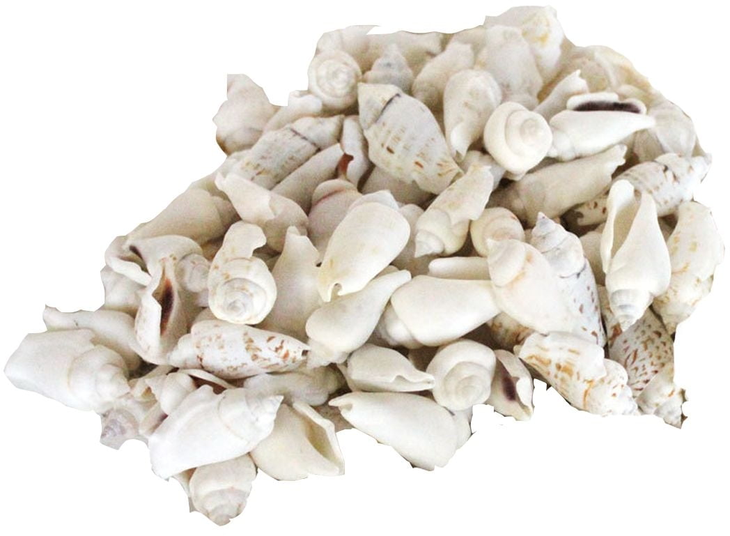 White Chula Craft Shells Bulk Seashells Bag of Shells 2-2.5" (1 Gallon ...