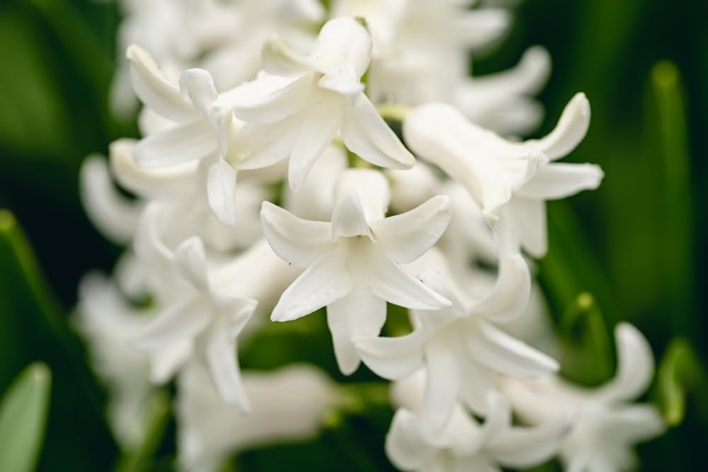 White City Hyacinthoides Hispanica Bulbs - Easy to Grow Perennial ...