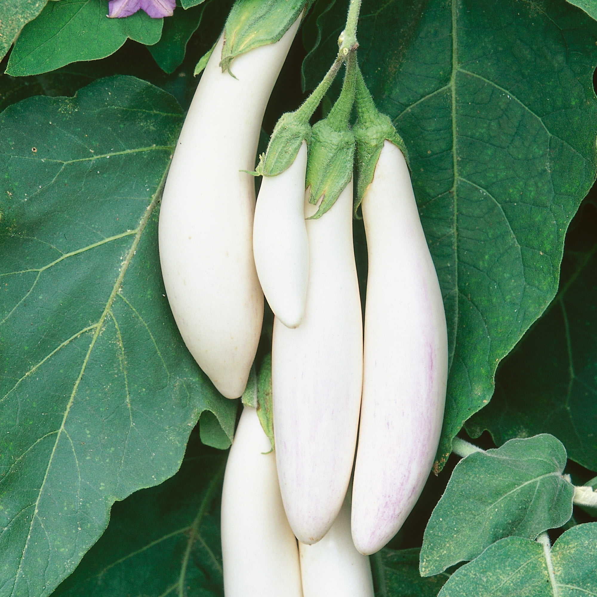White Comet F1 Hybrid Eggplant Seeds - 2 g Packet ~460 Seeds - Non-GMO ...