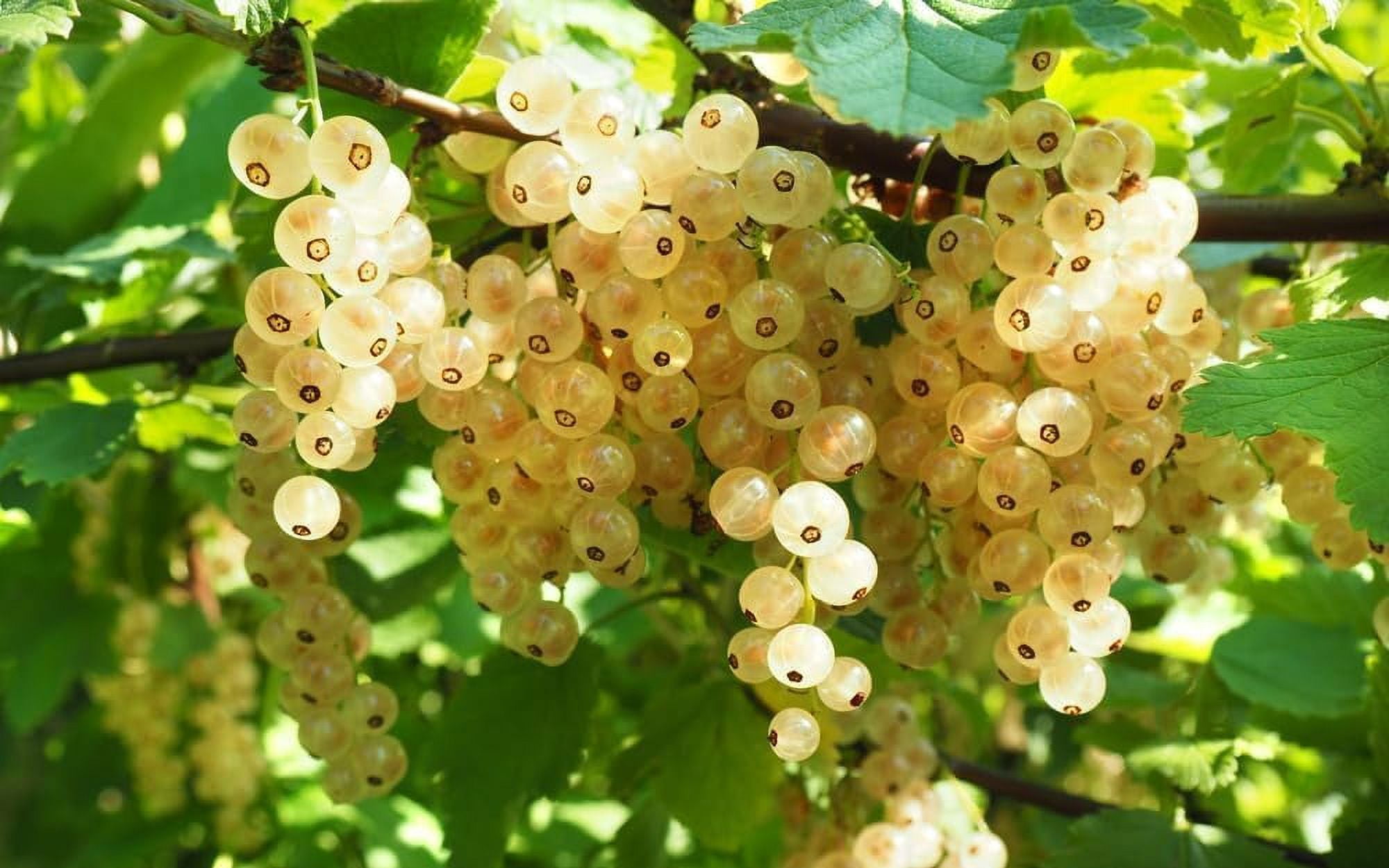 White Currant Berry Plants to Grow (Blanca) - Rooted Plants - No Ship ...