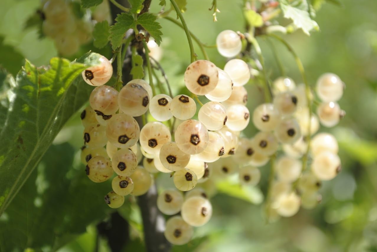 White Currant Berry Plants to Grow (Imperial) - Easy to Grow Rooted Plants (3 Seedlings ...