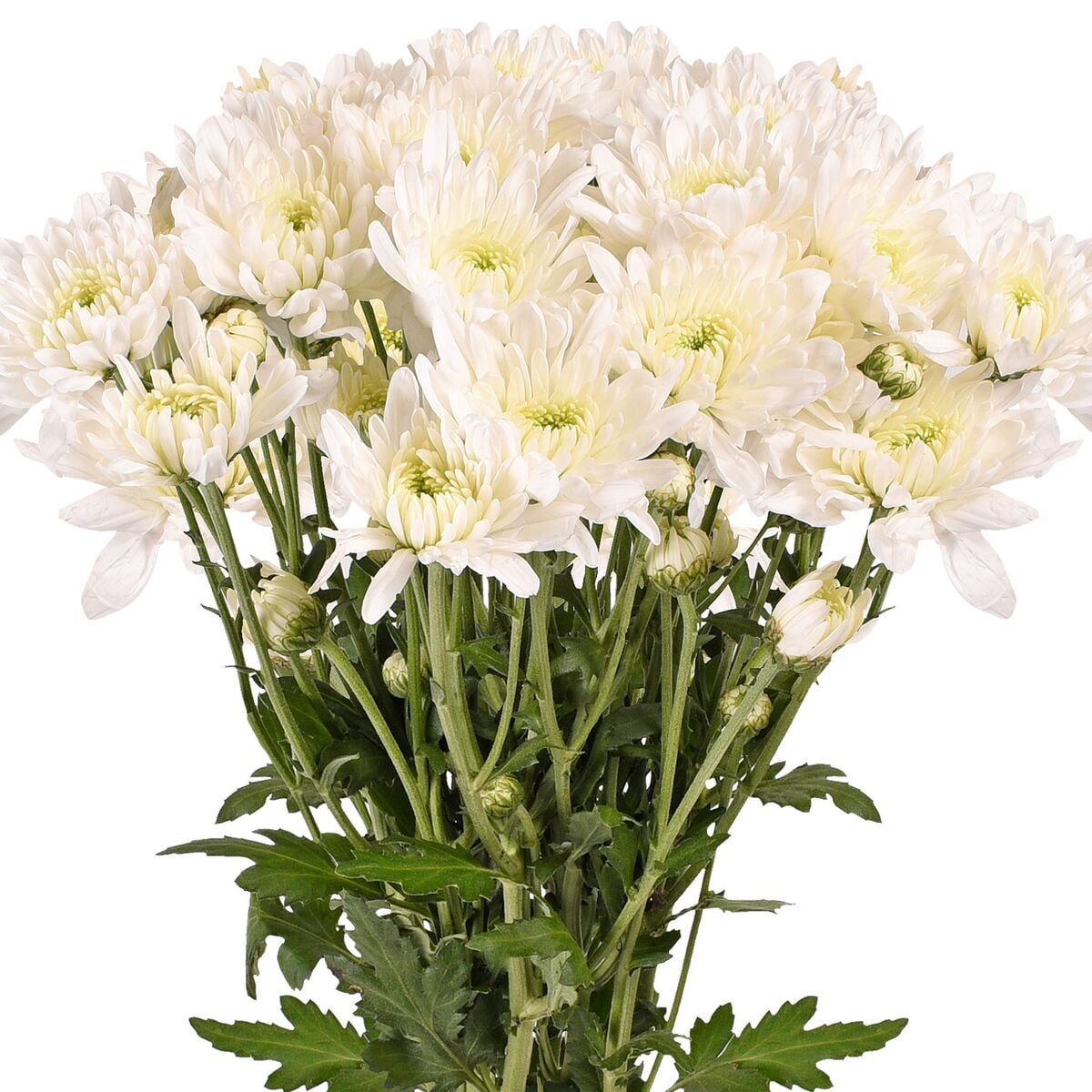 White Cushion Poms - Fresh Cut Flowers - 60 Stems - by Bloomingmore ...