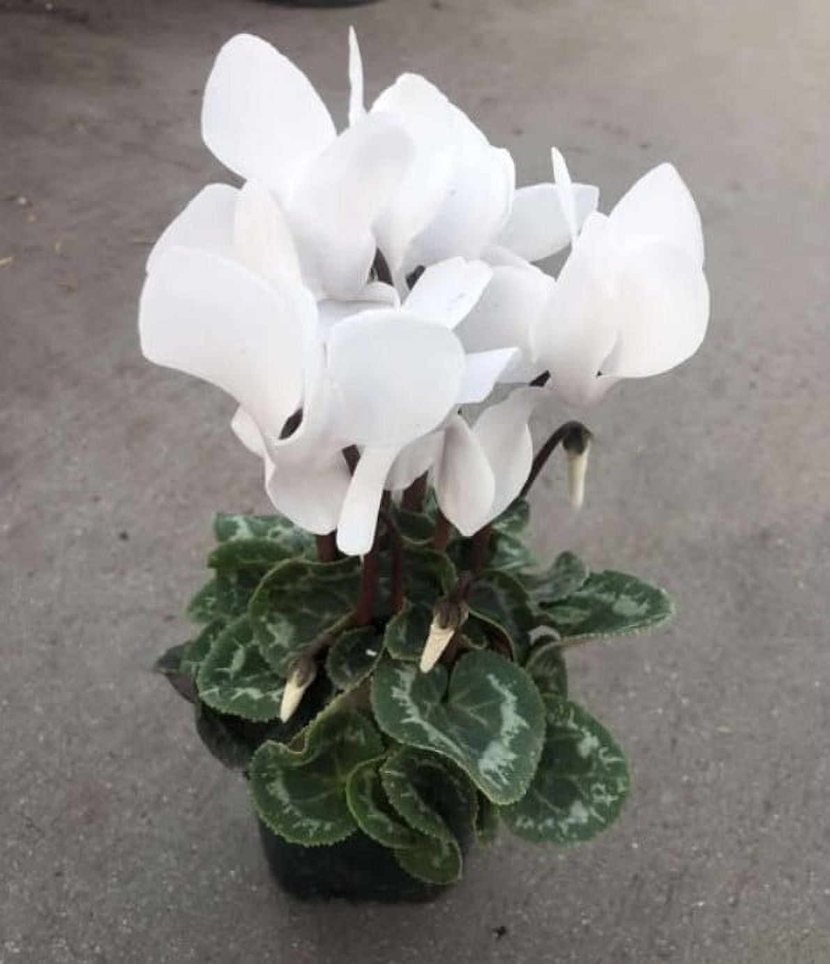 White Cyclamen Plant Live in 4 Inch Pot Cyclamen Flowers Plant Hardy ...