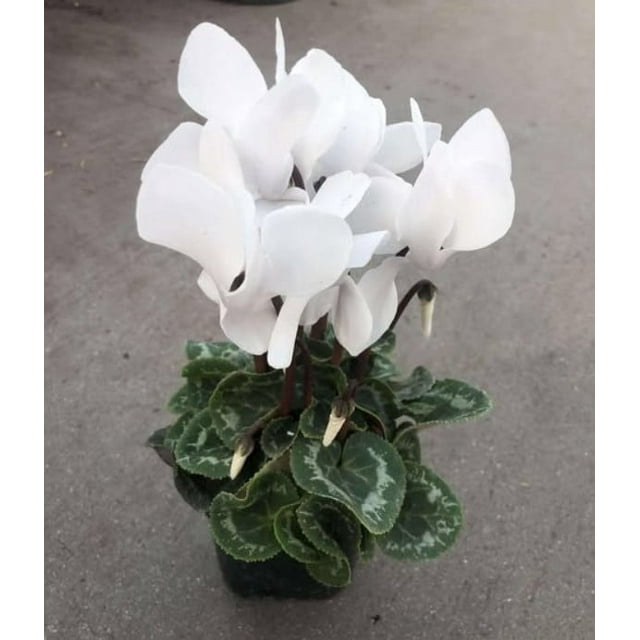White Cyclamen Plant Live in 4 Inch Pot Cyclamen Flowers Plant Hardy ...