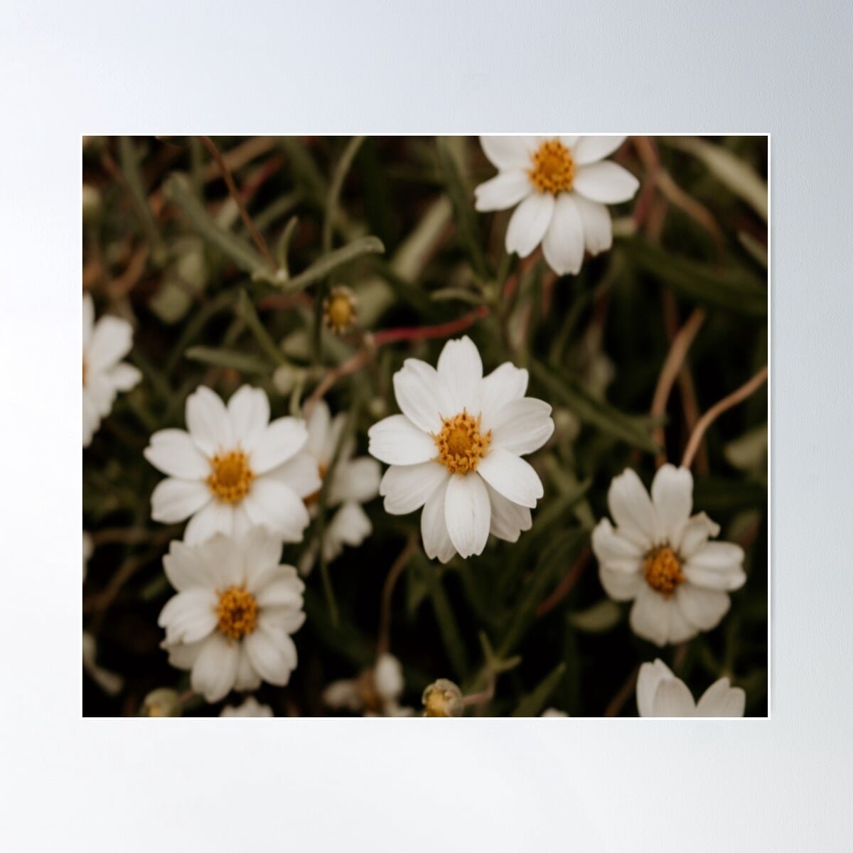 White Daisy Cottagecore Field Poster Wall Art, Modern Wall Decor For ...