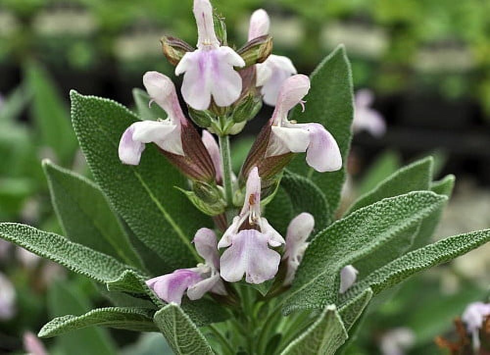 White Dalmatian Sage - Salvia officinalis - Hardy Perennial- Live Plant ...