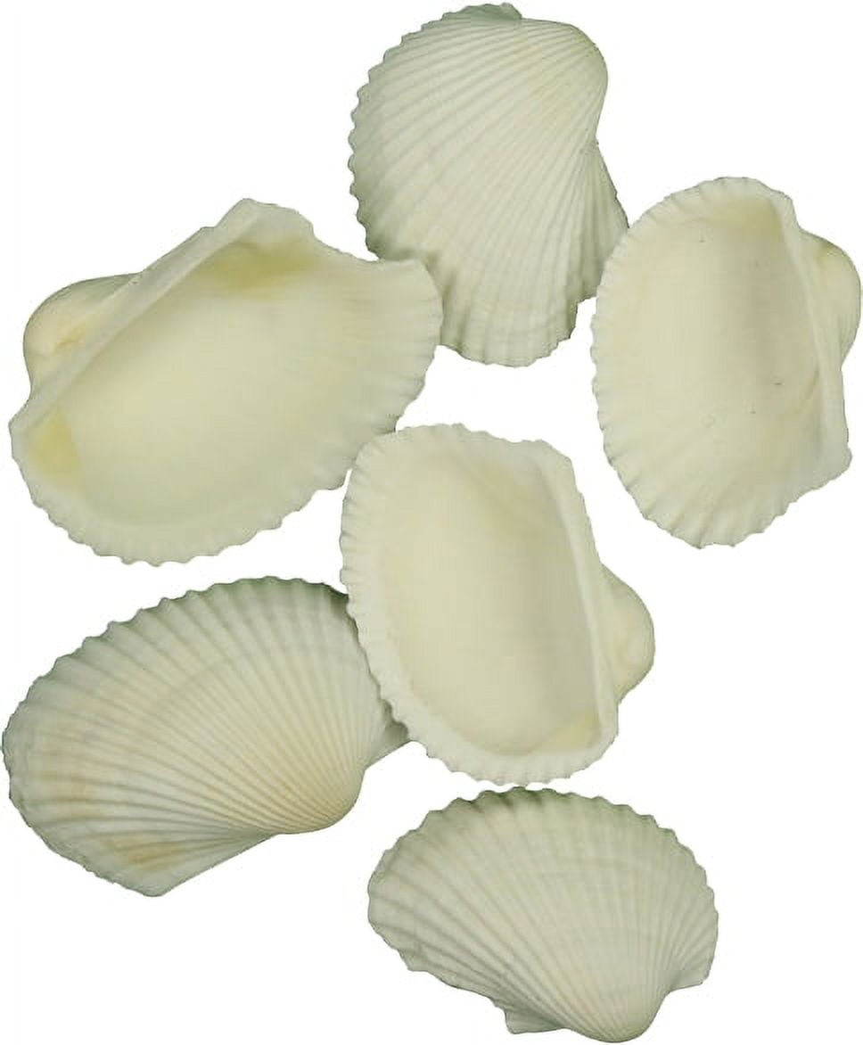 White Decorative Ark Shells 1.25-1.75"(1 Kilo) (approximately 100 ...
