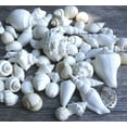 White Decorative Sea Shell Mix | 2 Pounds of Shell for Decoration ...