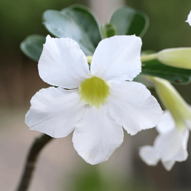 White Desert Rose Plant Live for Planting, Desert Rose Plant Adenium ...